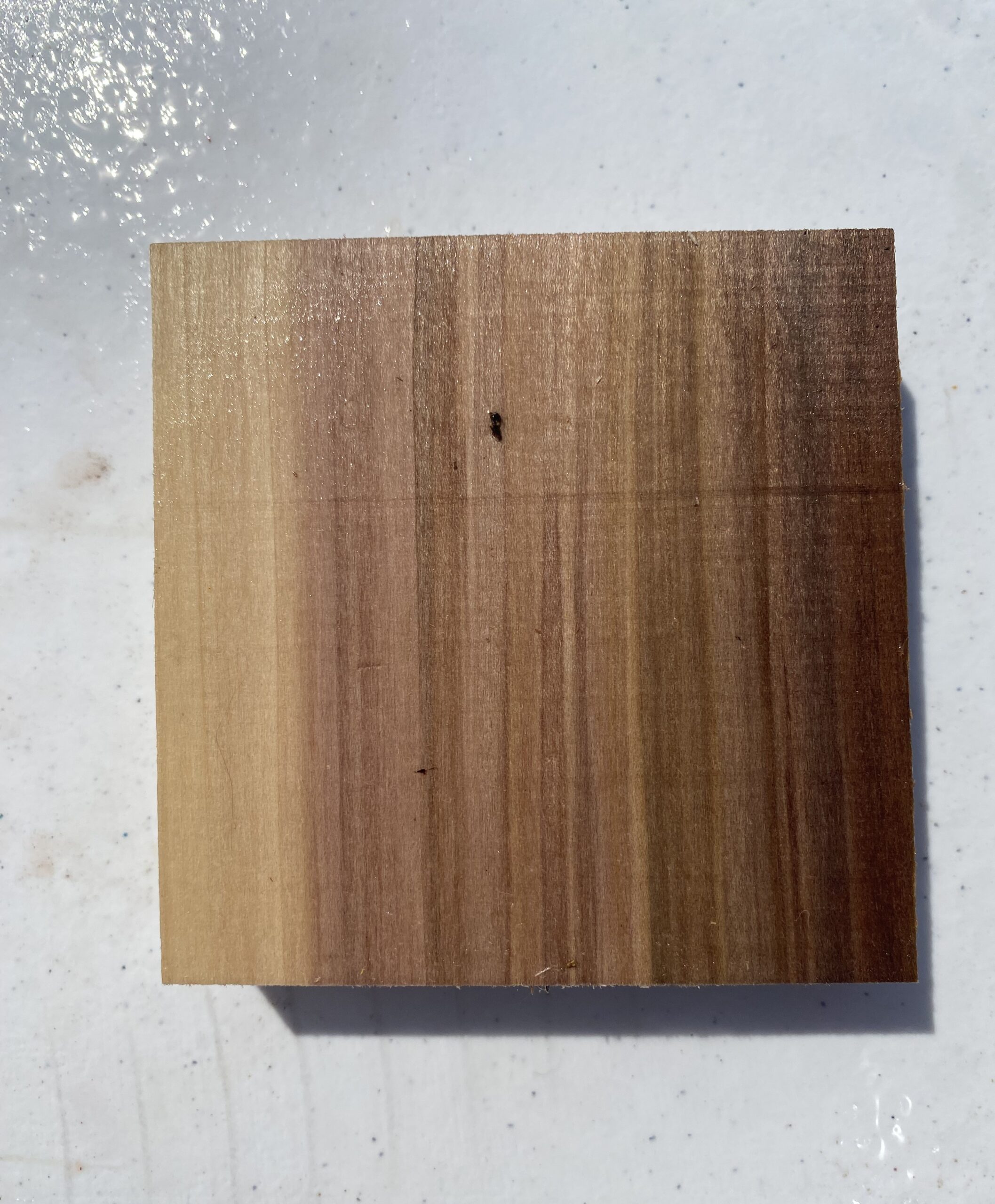 Rainbow Poplar 4″x4″x1″ Pot Call - Ghost Logging